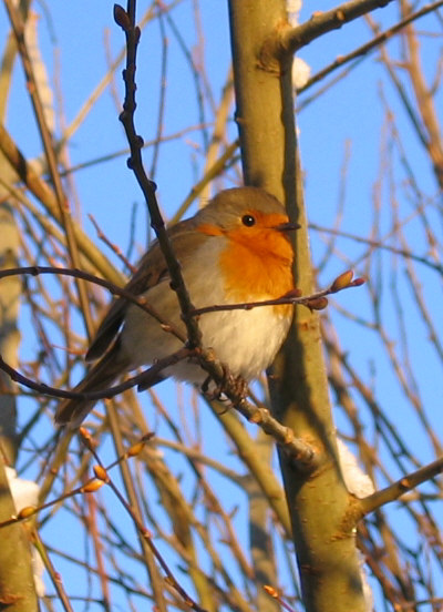 Wildlife Wanders - Cestrian Ramblers (Chester, UK)